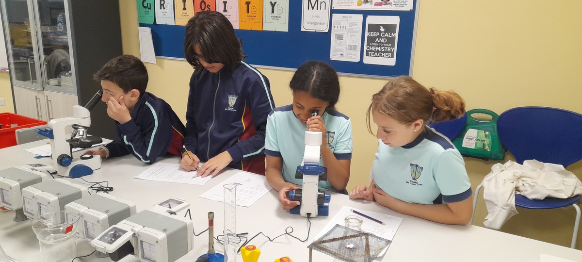Observing cells under the Microscope - St Thomas More College