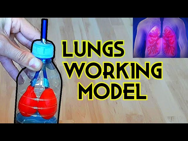 Model of the Lungs - St Thomas More College